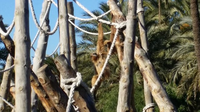 Affengehege – La Marina & San Fulgencio